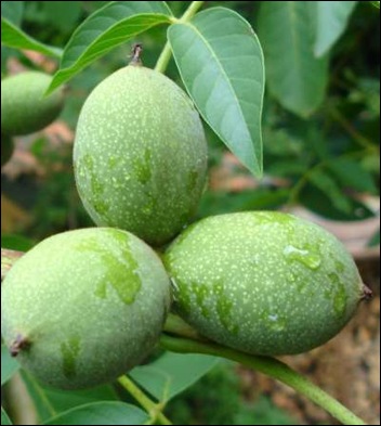 ...A VERY FAIRY GARDEN...: ~De Walnoot~